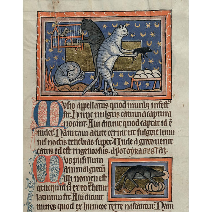 Cats in Medieval Manuscripts - British Library publication – 50 Watts Books