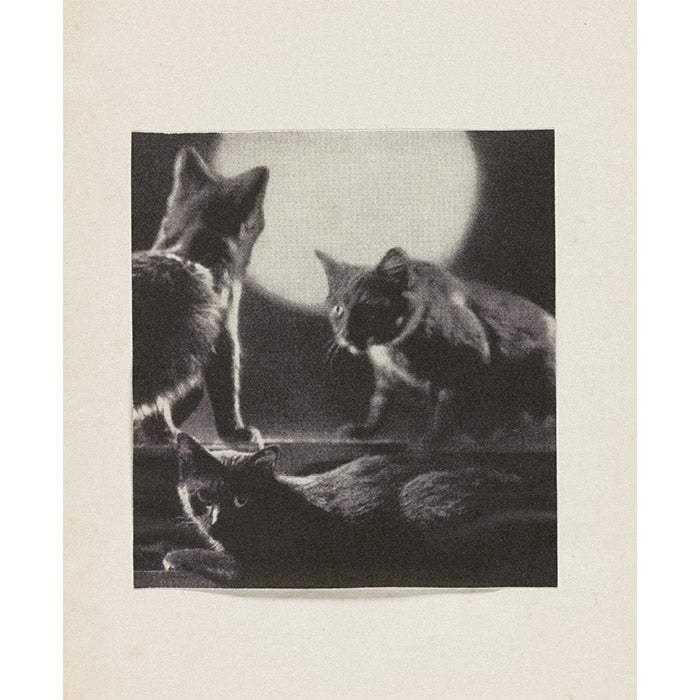 Ithell Colquhoun - Bonsoir (light wear) – 50 Watts Books