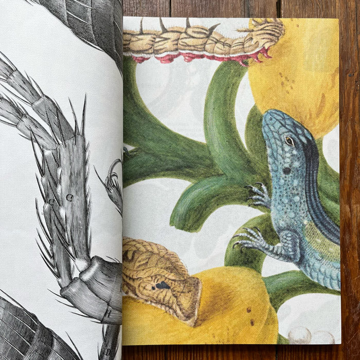 Crawly Creatures - Depiction and Appreciation of Insects and Other Cri ...