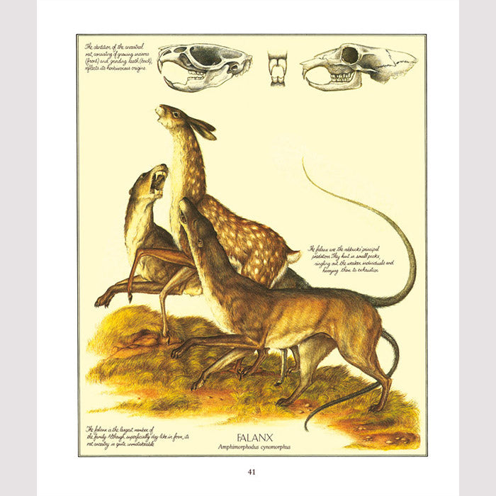 After Man - A Zoology of the Future by Dougal Dixon – 50 Watts Books