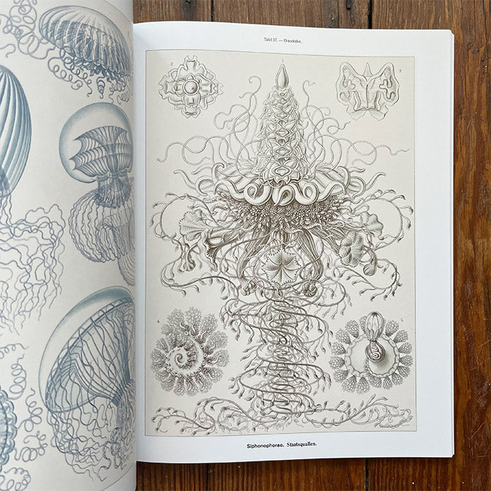 Art Forms in Nature - The Prints of Ernst Haeckel art book – 50 Watts Books
