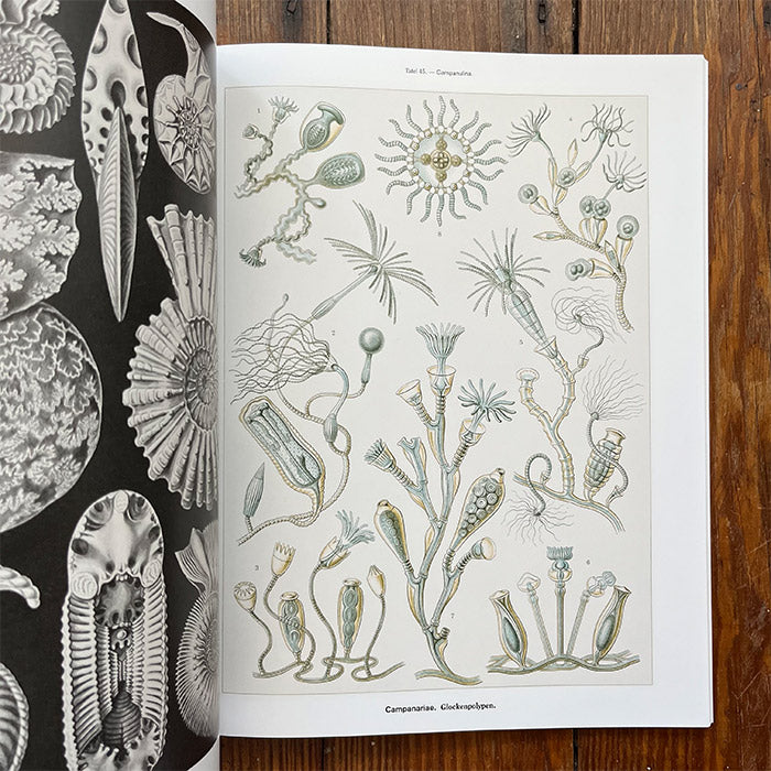 Art Forms in Nature - The Prints of Ernst Haeckel art book – 50 Watts Books