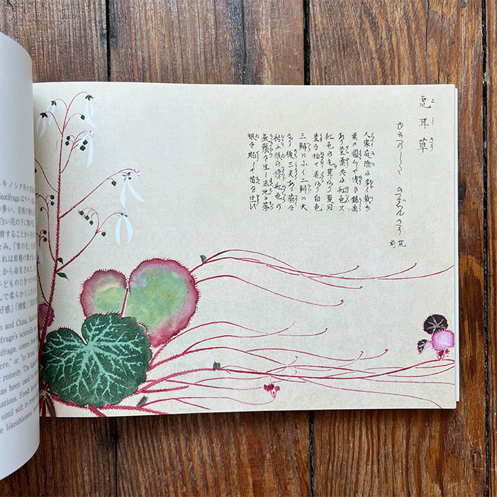 Flowers of Edo - A Guide to Classical Japanese Flowers - Kazuhiko Taji ...