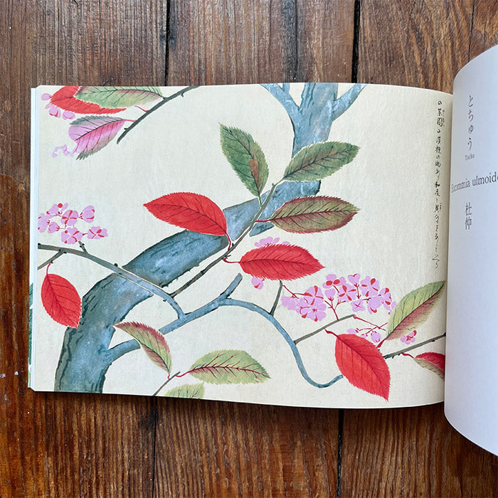 Flowers of Edo - A Guide to Classical Japanese Flowers - Kazuhiko Taji ...